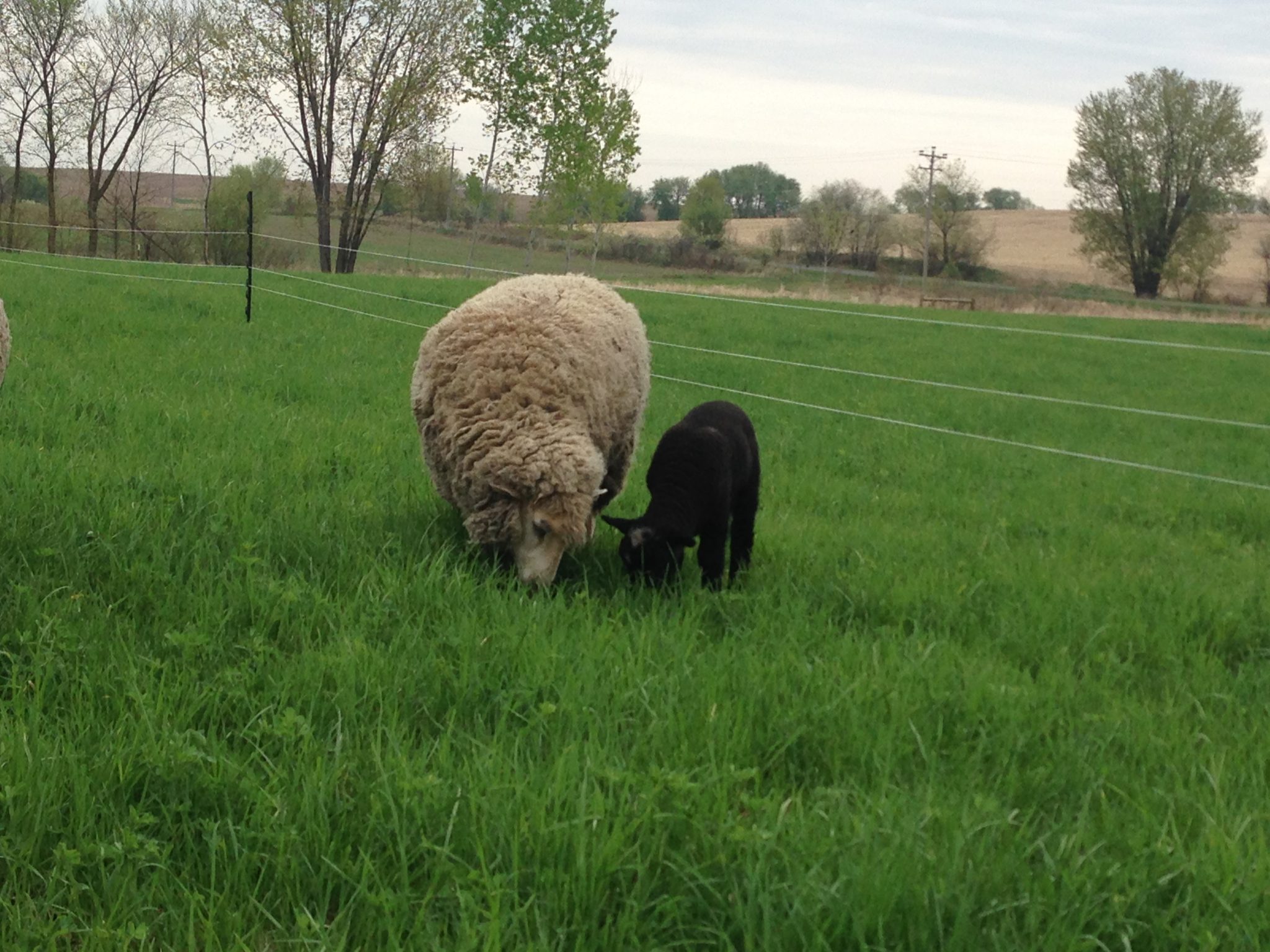 Creekside Flock – Fine wool sheep
